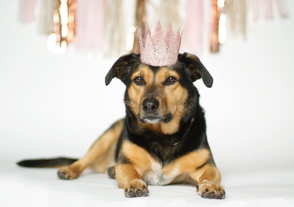 Pink Crown for Pets Dog Crown Pet Crown Cat Crown Mini - Etsy