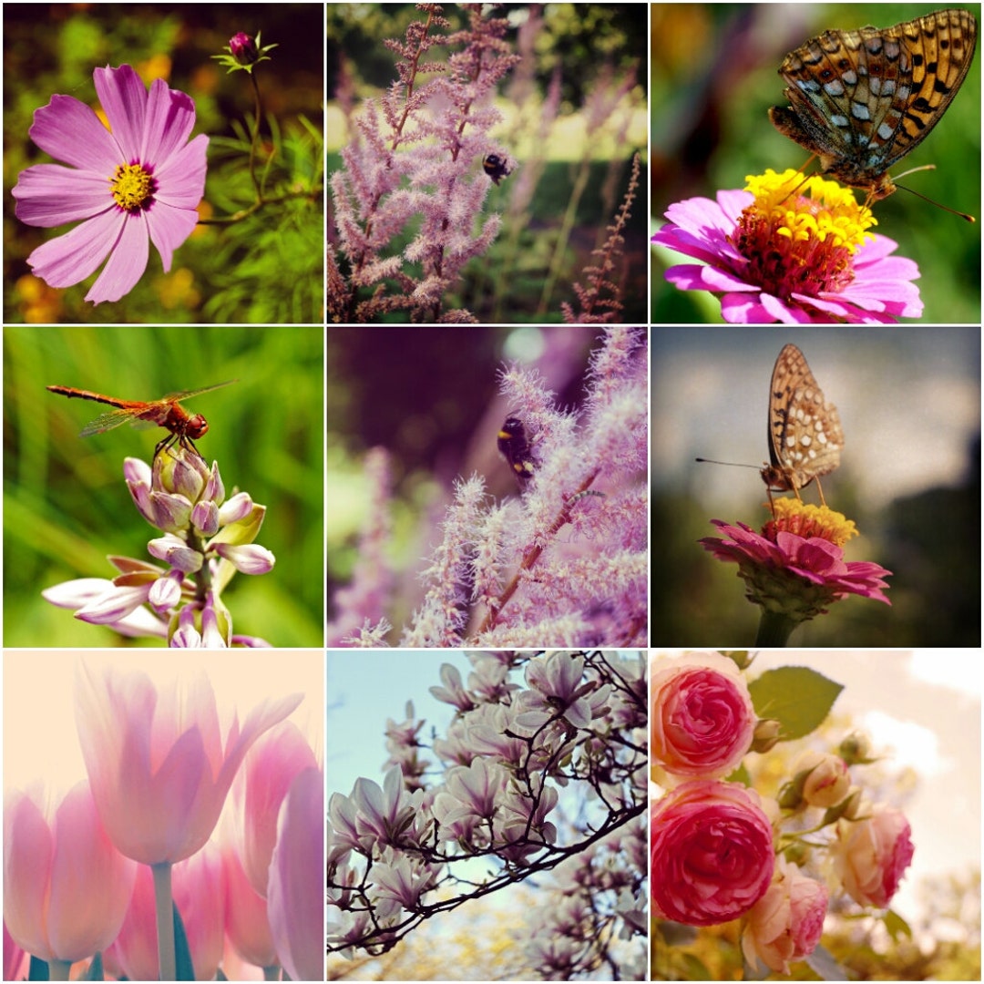 Flower Photo Set, Set of 9, Flower Print Set, Butterfly Photography ...