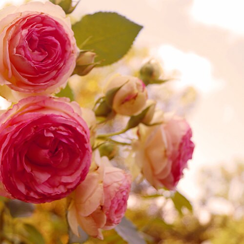 Flower Photography, Fine Art Photography, Set of 3, Butterfly Art ...