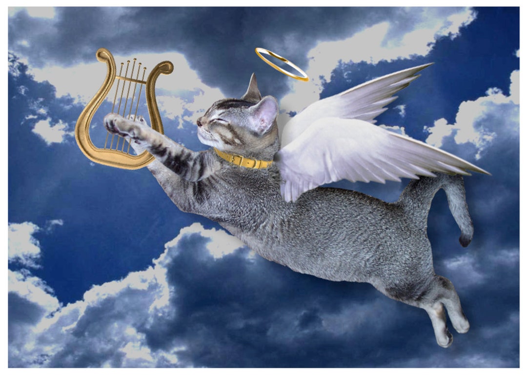 Cat Photo Card: Going Home - Etsy