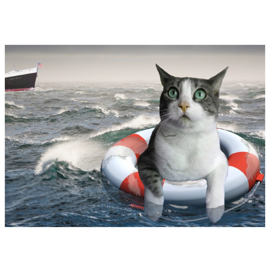 Cat Photo Card: Chat De Mer - Etsy