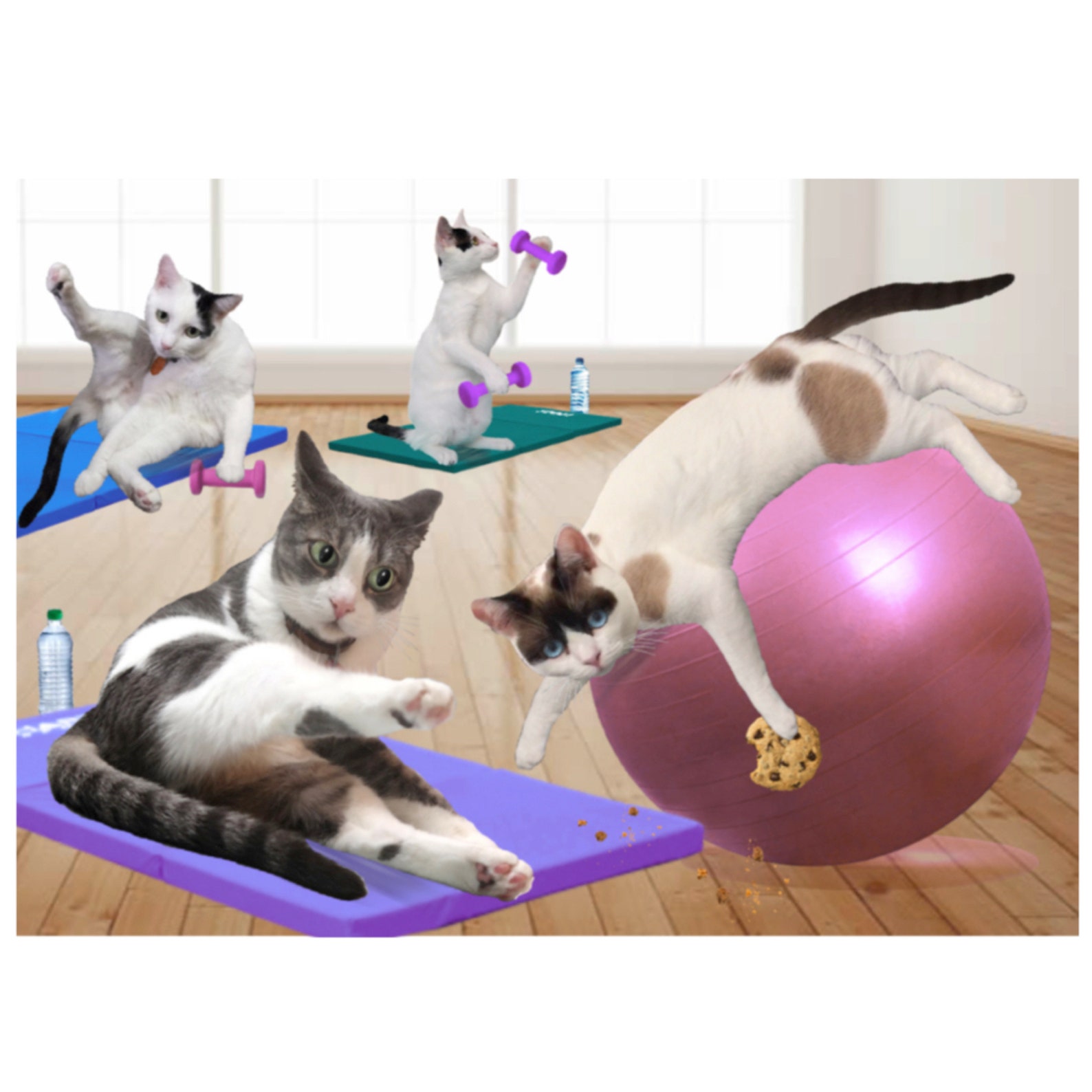 Cat Photo Card: Gym Cats - Etsy