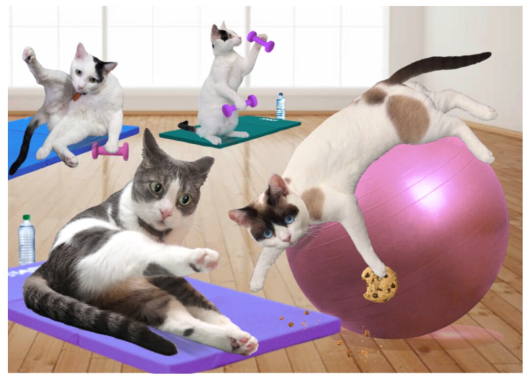 Cat Photo Card: Gym Cats - Etsy