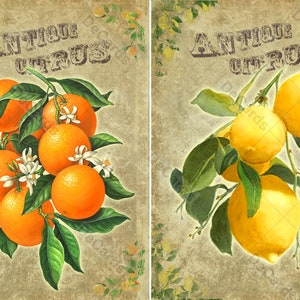 2+1 FREE Digital Printable Paper "fruits Art" A4 Sheet Set - 8 High ...