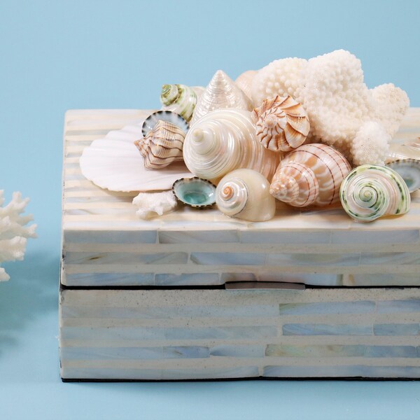 Seashell Box - Etsy