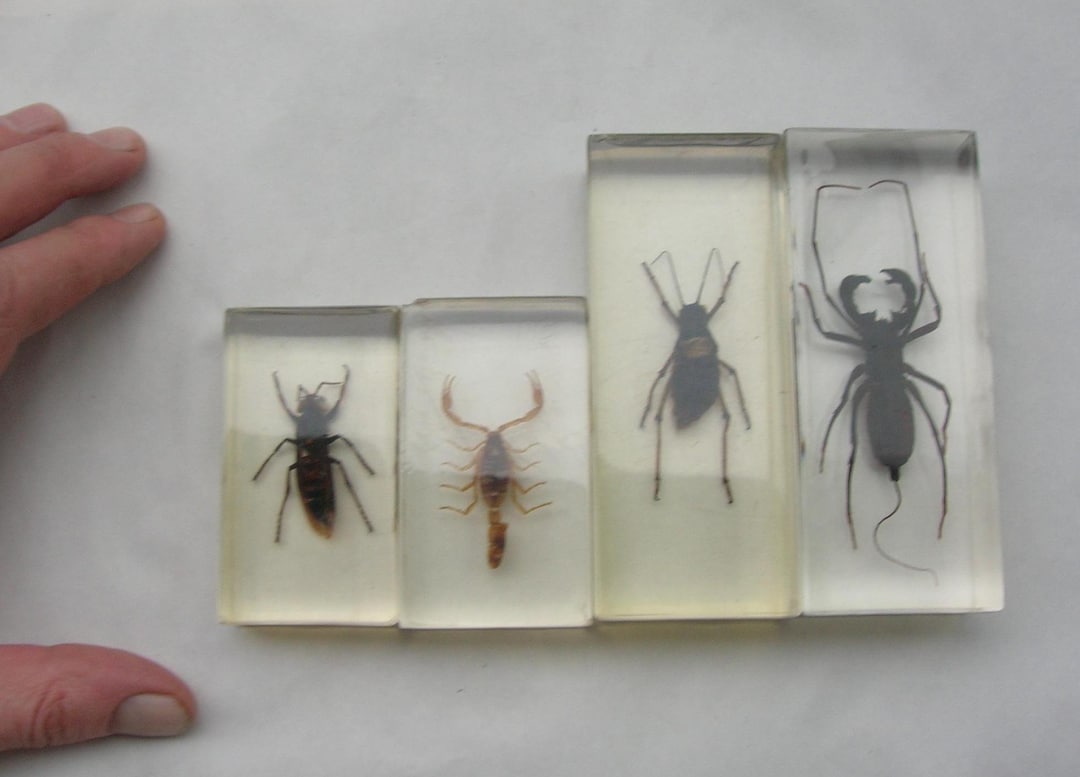 Set of 4 Vintage Insects in Clear Epoxy Resin - 2 Scorpions, Cricket ...