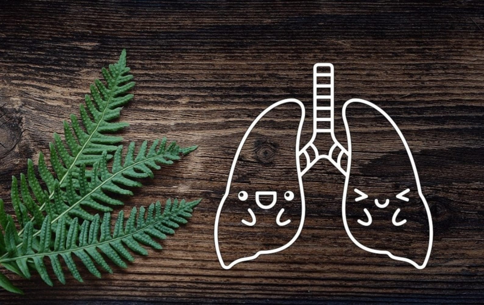 Vinyl Kawaii Anatomical Lungs Decal Triple Lungs Decal for - Etsy