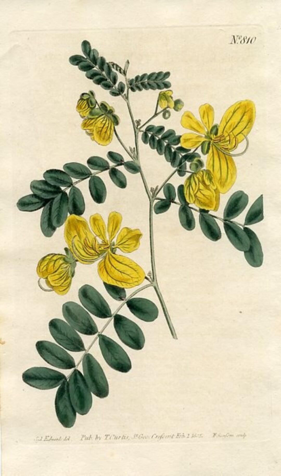1805 Desert Cassia Print Curtis's Botanical Magazine - Etsy