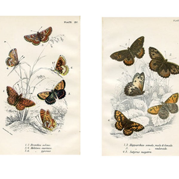 Butterfly Lithograph - Etsy