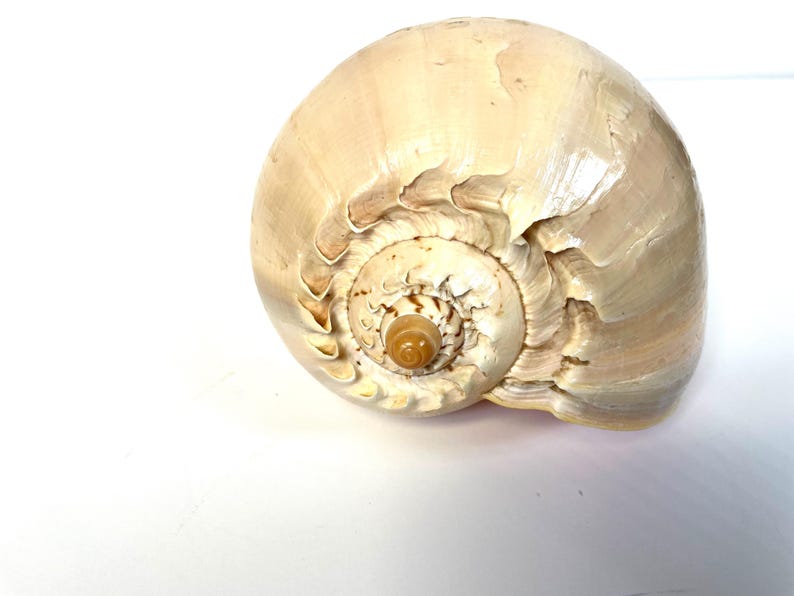 Vintage Melo Bailer Crown Melon Shell Seashell 8" - Etsy