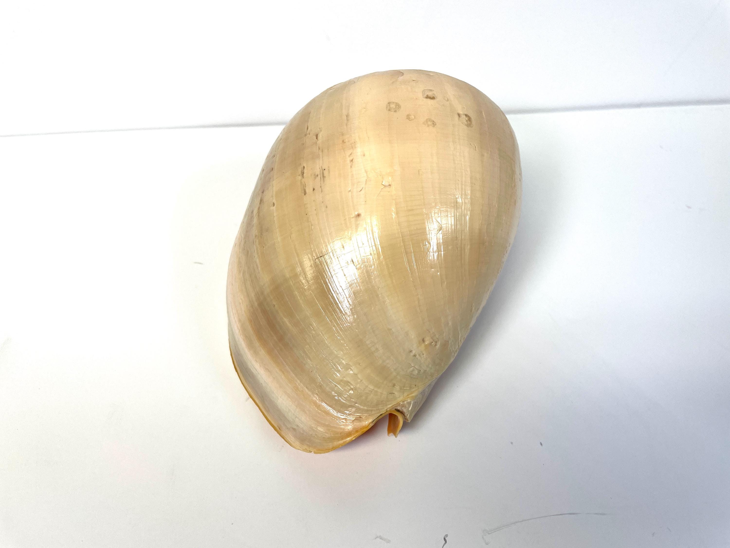Vintage Melo Bailer Crown Melon Shell Seashell 8" - Etsy