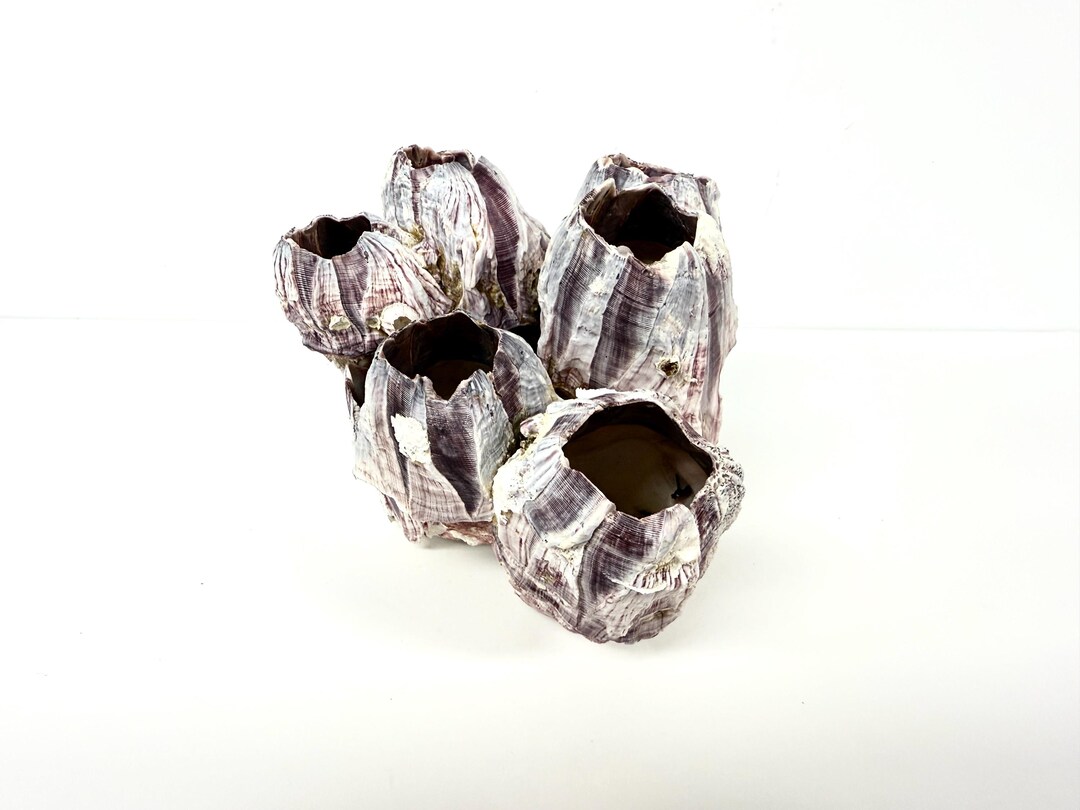 Vintage Purple Barnacle Shell Cluster 6" X 5" X 4" - Etsy
