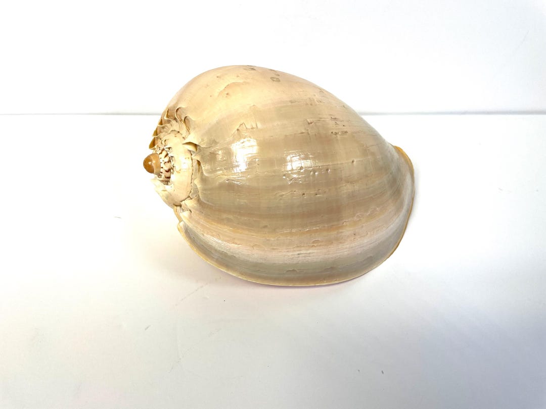 Vintage Melo Bailer Crown Melon Shell Seashell 8" - Etsy