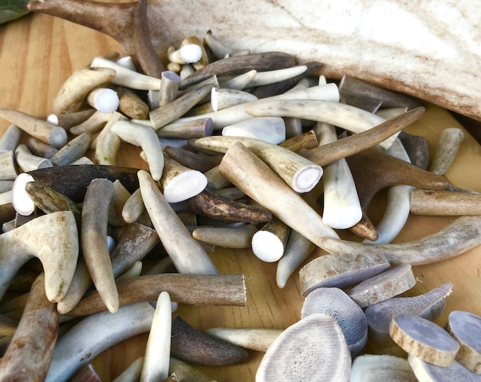 Deer Tibia Bone - Etsy