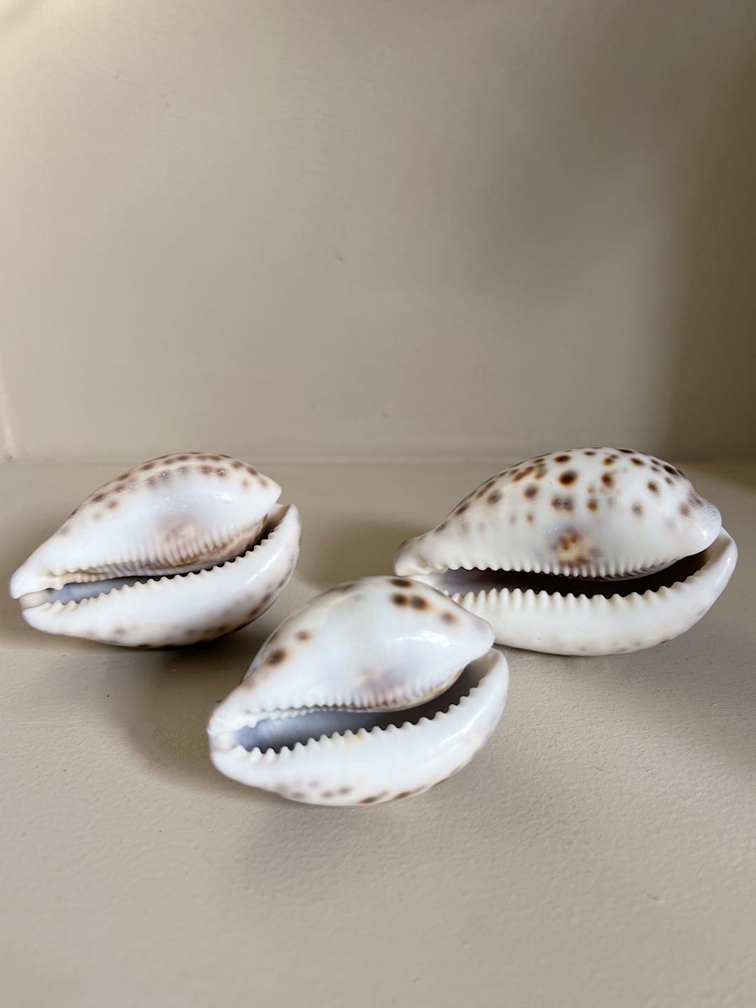 Vintage Large Leopard Cowrie Shells set of 3 - Etsy