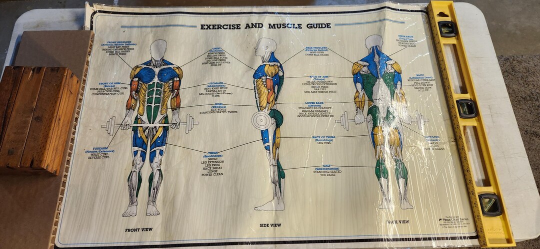 Vintage Exercise and Muscle Guide Poster 24"x35.5". - Etsy
