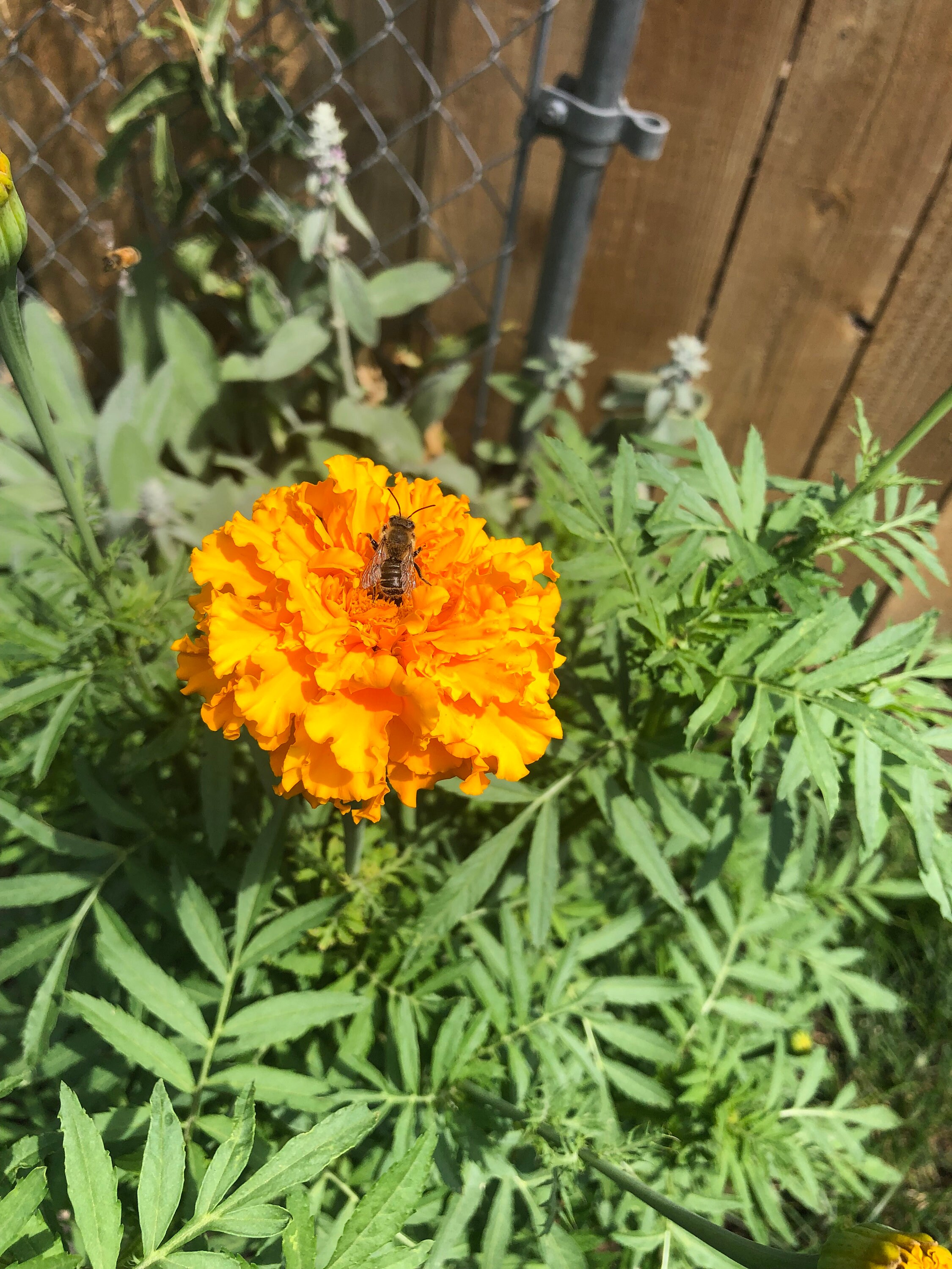 Heirloom Giant Marigold - Edible Flowers - Non GMO - USA Grown- Tagetes ...