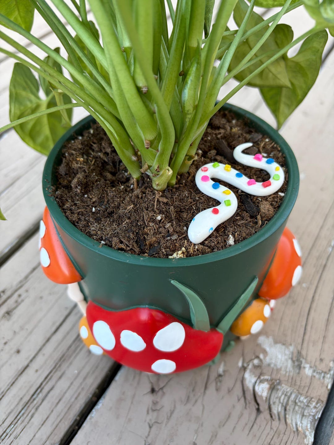 Snake Plant Buddy: Confetti Cake - Etsy