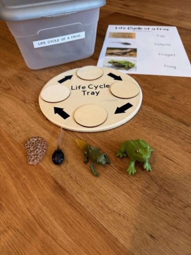 Life Cycle of a Frog Learning Box/kit - Etsy