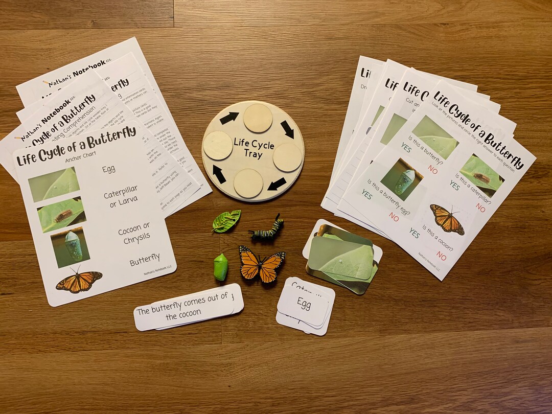 Cycle of a Butterfly Learning Box/kit - Etsy