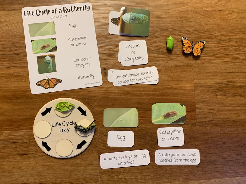 Cycle of a Butterfly Learning Box/kit - Etsy