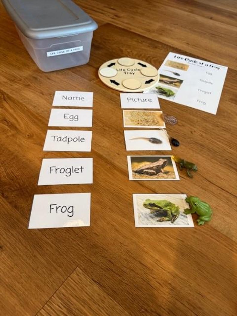 Life Cycle of a Frog Learning Box/kit - Etsy