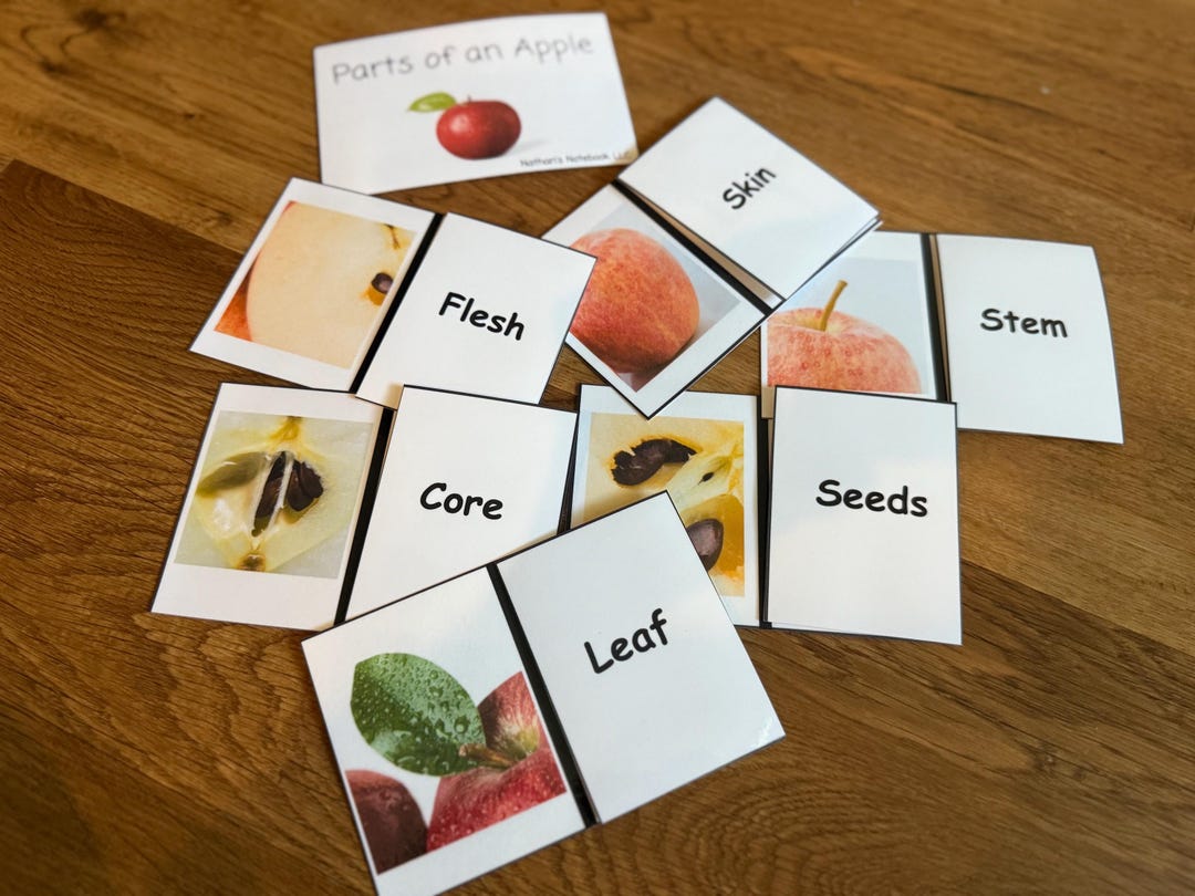 Parts of an Apple Task Box - Etsy