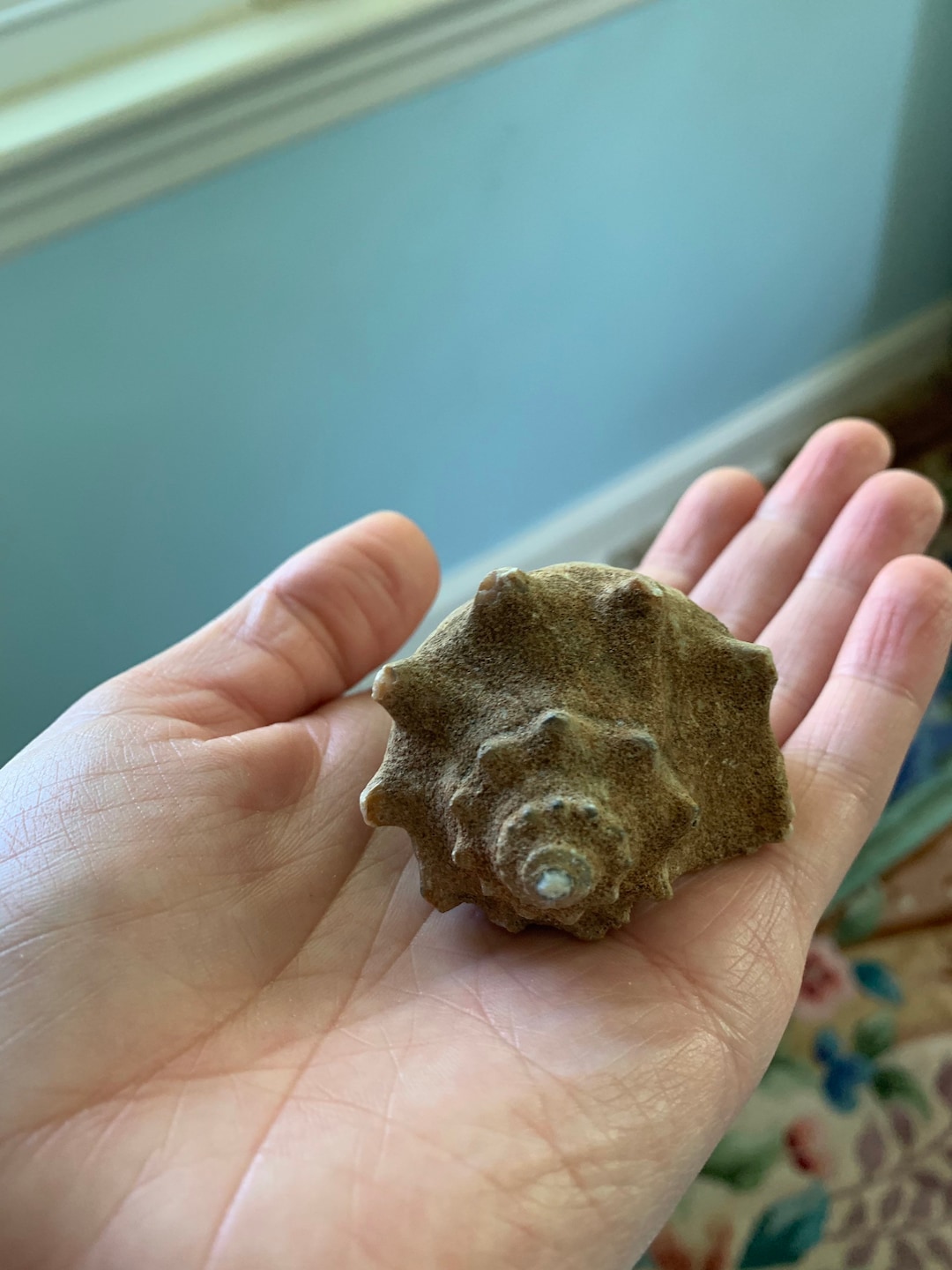 Pocket Tiger Whelk Conch Shell - Etsy