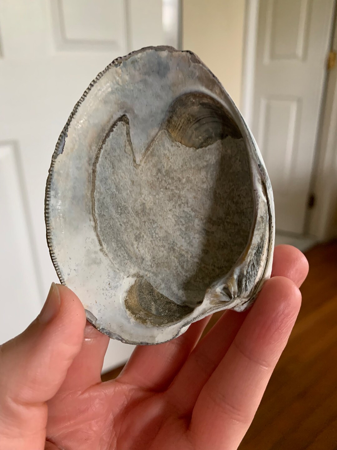 Gray Quahog Clam Shell - Etsy