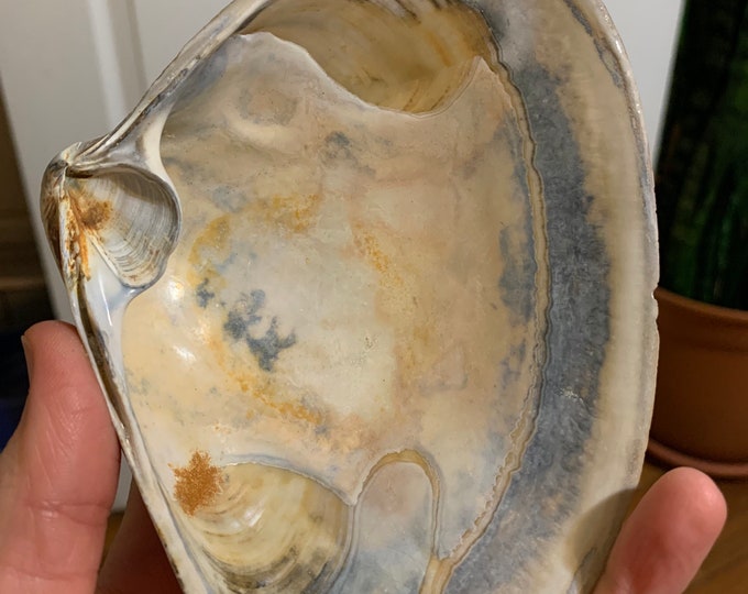 Large Sunrise North Atlantic Clam Shell - Etsy