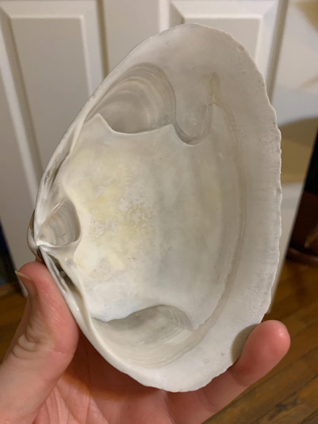 Large White Surf Clam Shell - Etsy