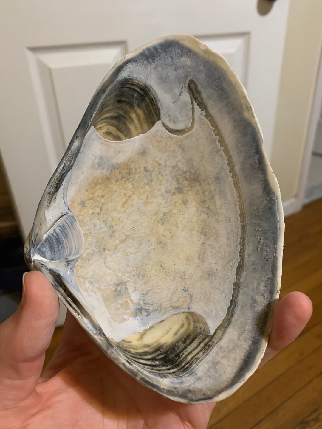 Very Large Sunrise Surf Clam Shell - Etsy