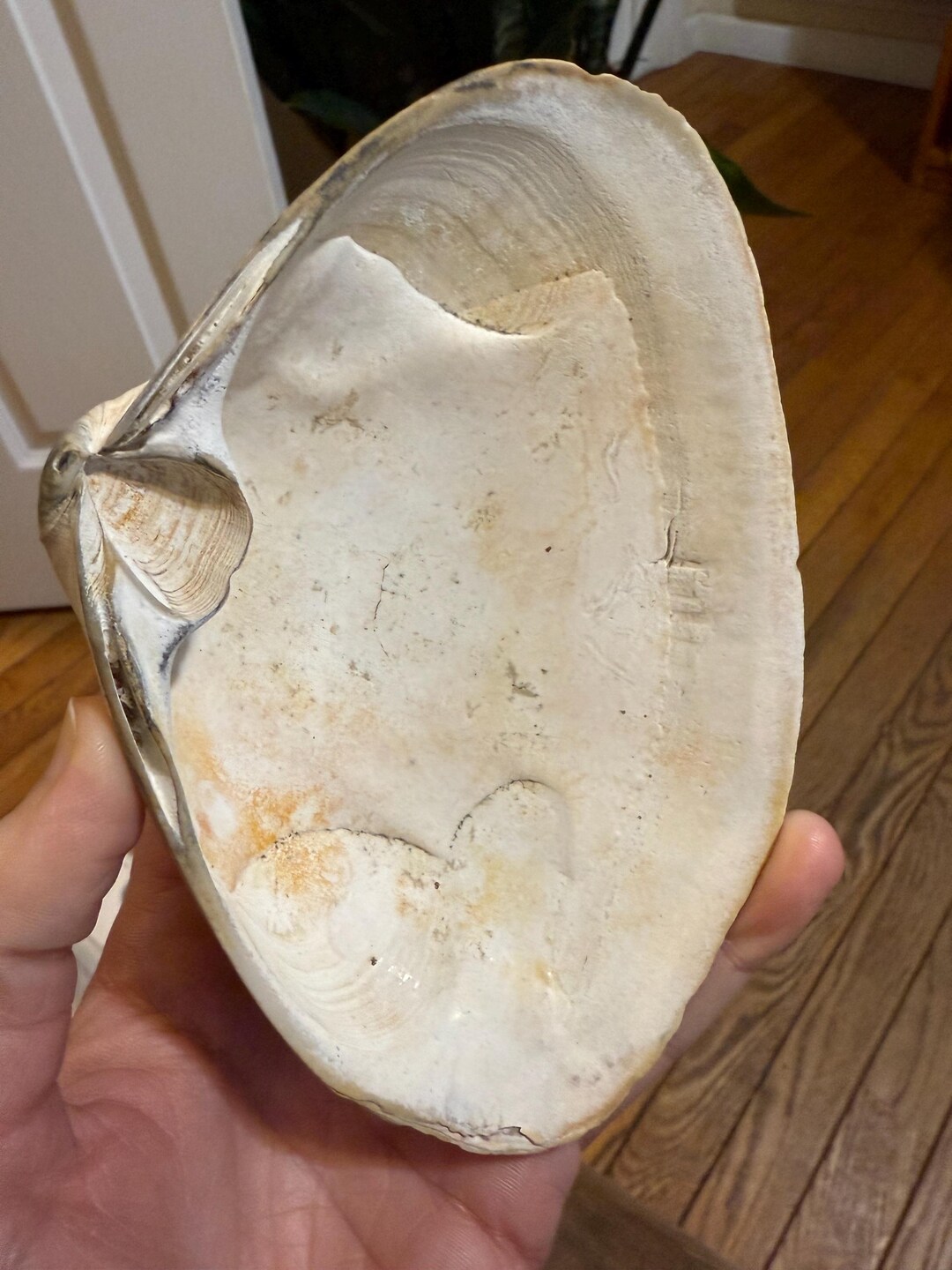 Large Beige Surf Clam Shell - Etsy