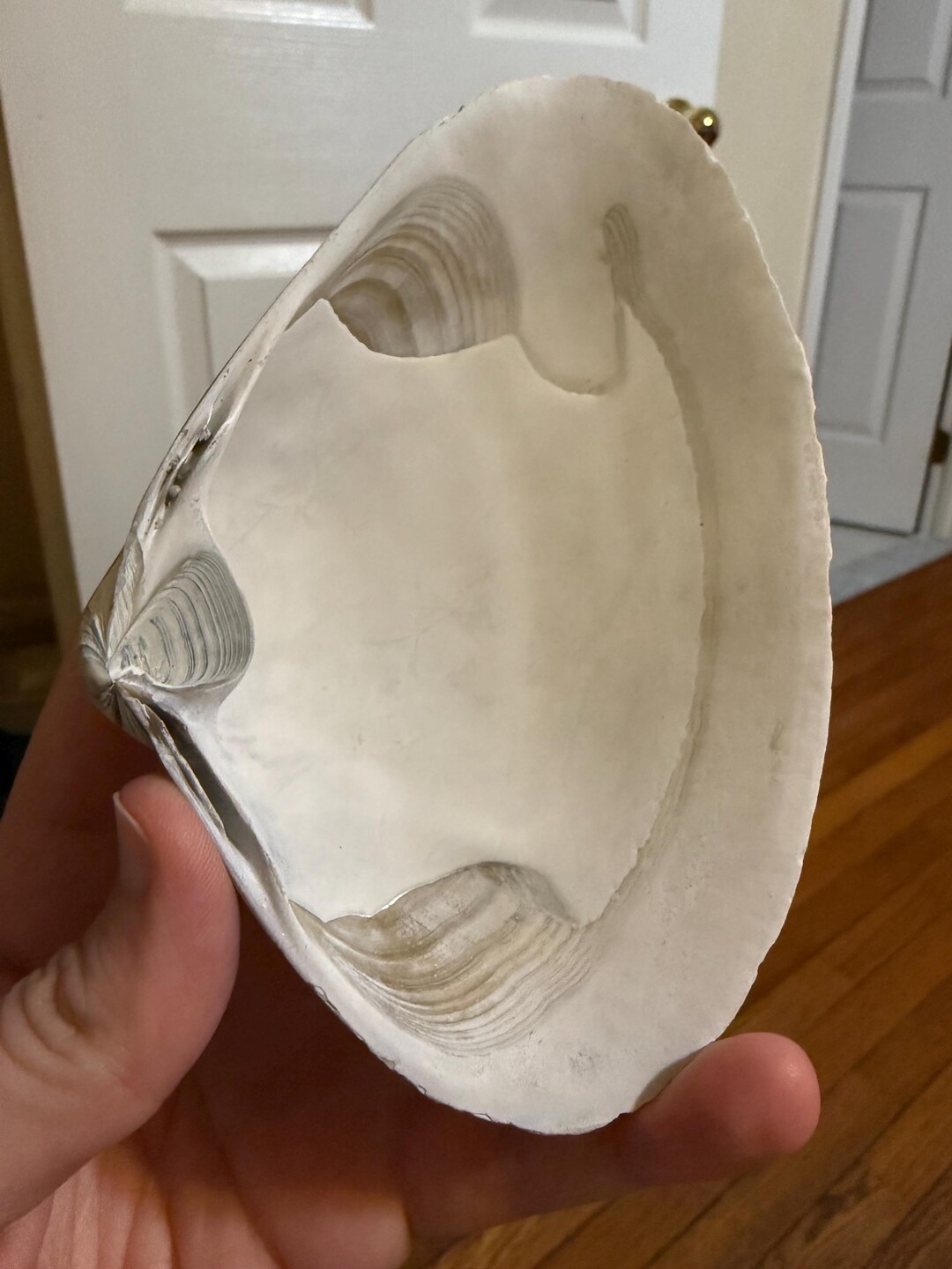 Large White Surf Clam Shell - Etsy