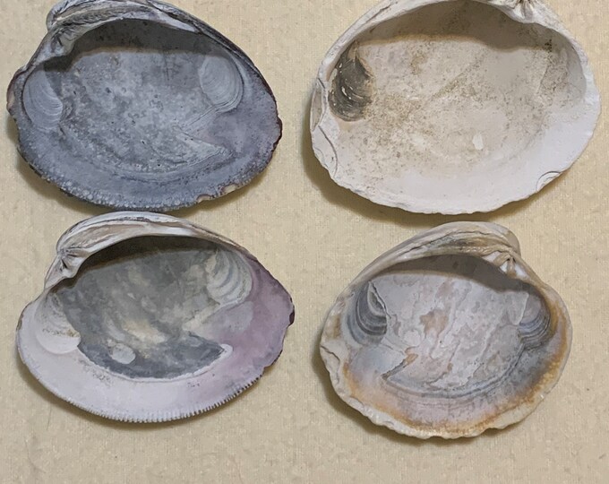 4 Quahog Shells - Etsy