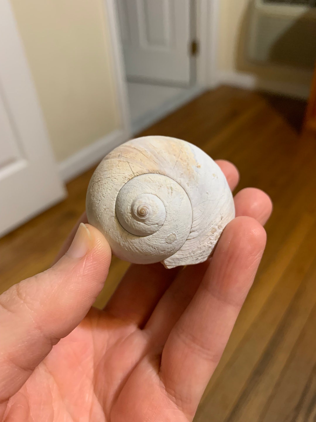Large Moon Snail Sea Shell - Etsy