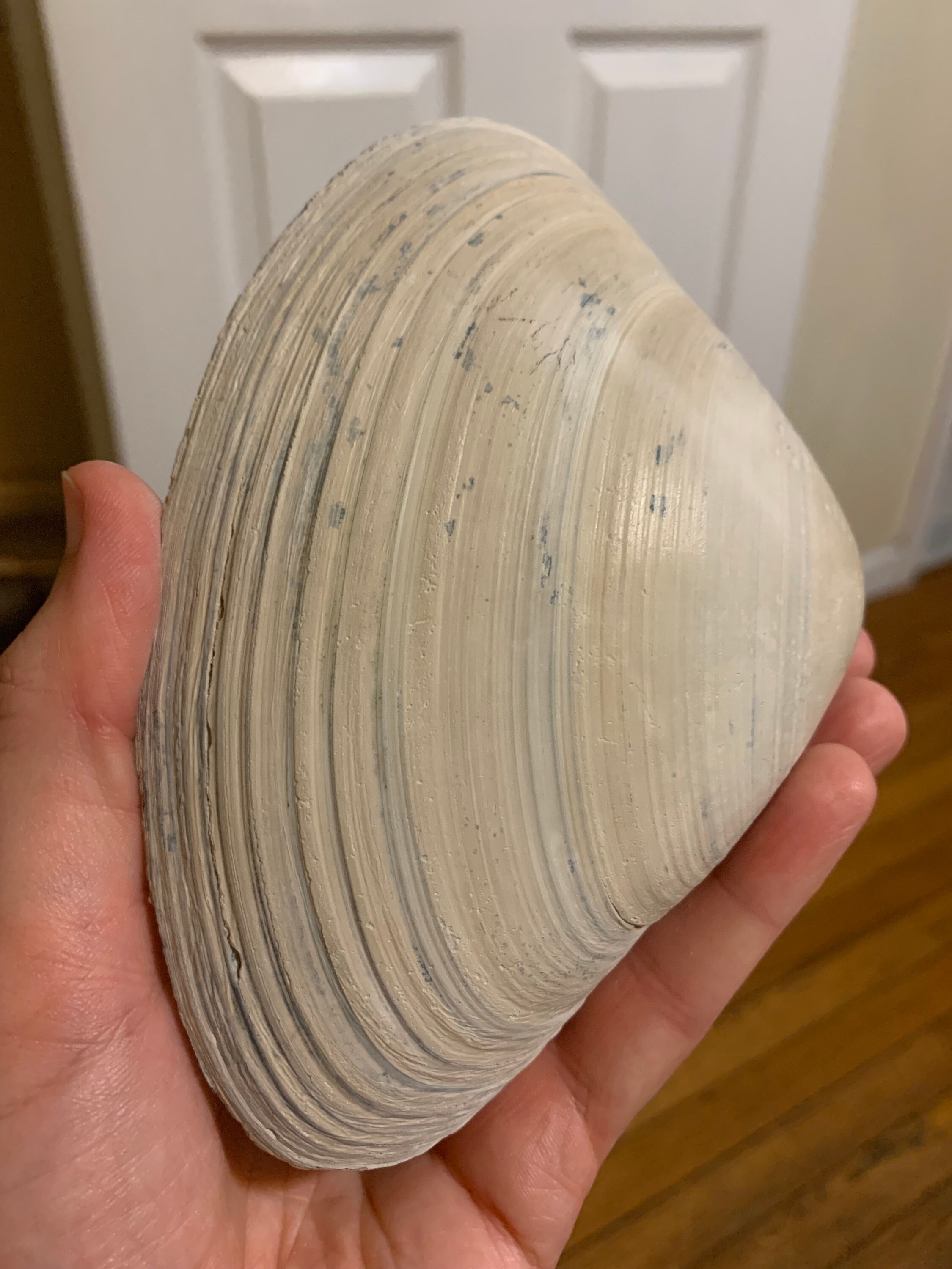 Large Gray and Black Surf Clam Shell - Etsy