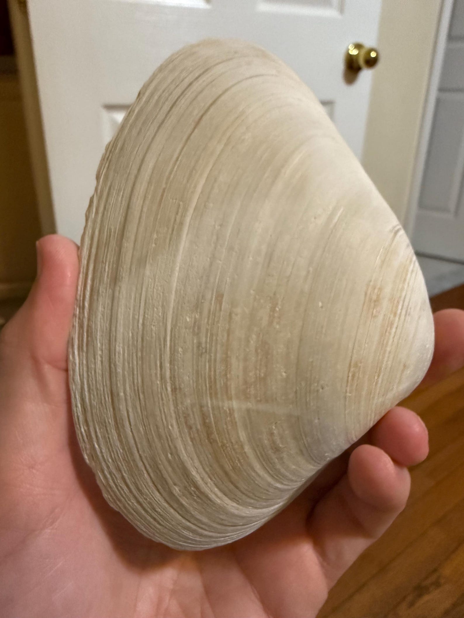 Large White Surf Clam Shell - Etsy
