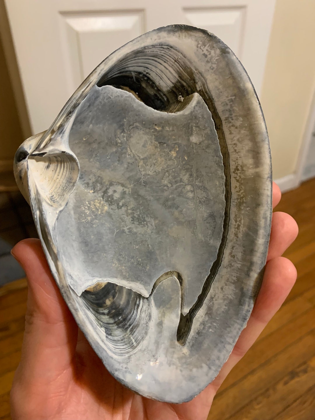 Large Gray and Black Surf Clam Shell - Etsy