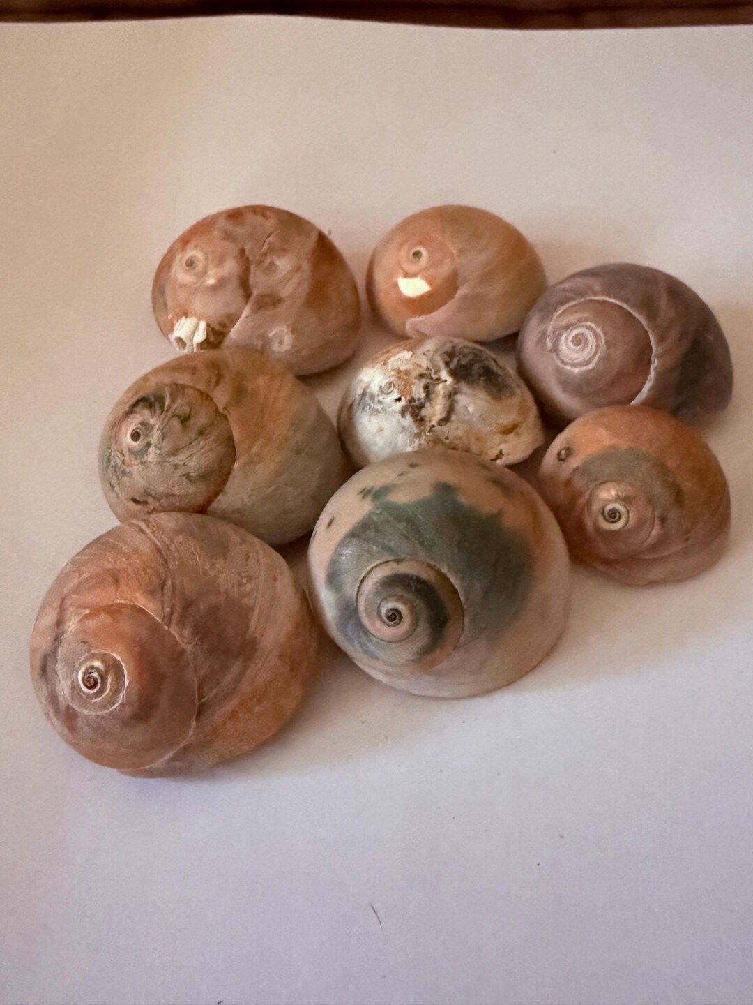 8 Moon Snail Shells - Etsy