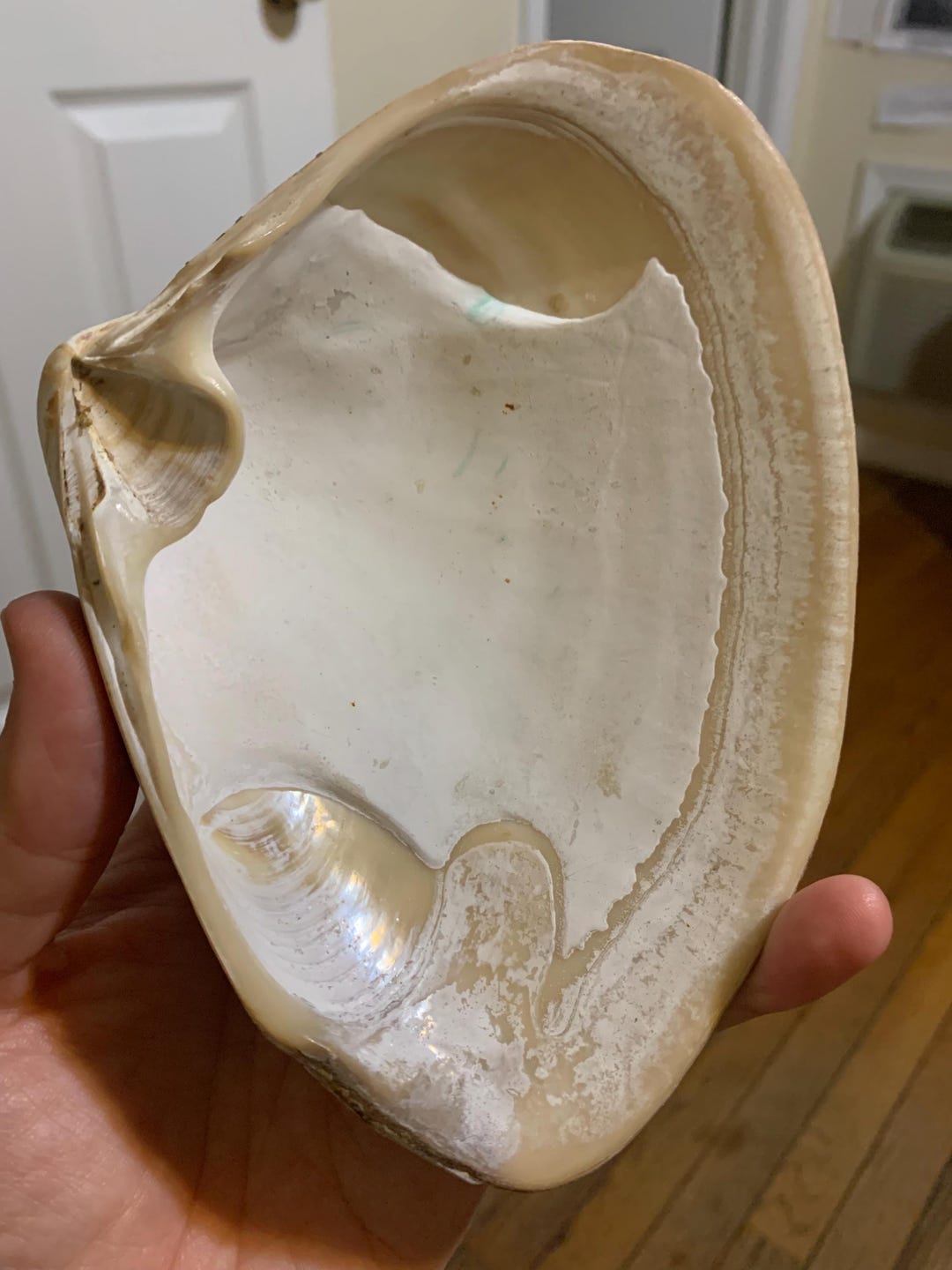 Extra Large White Surf Clam Shell - Etsy