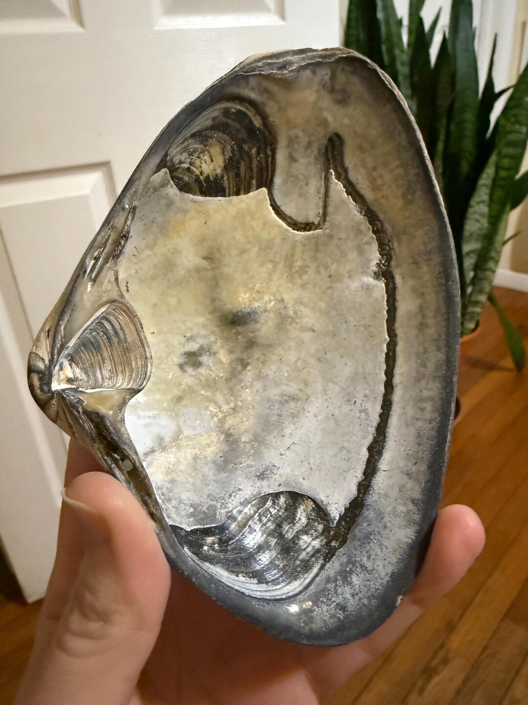 Unusual Gray Surf Clam Shell - Etsy