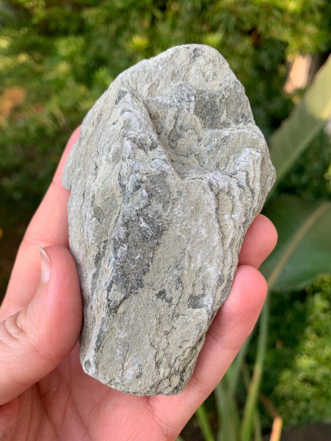 Green Mudstone Sedimentary Rock - Avalon NJ Find - Etsy