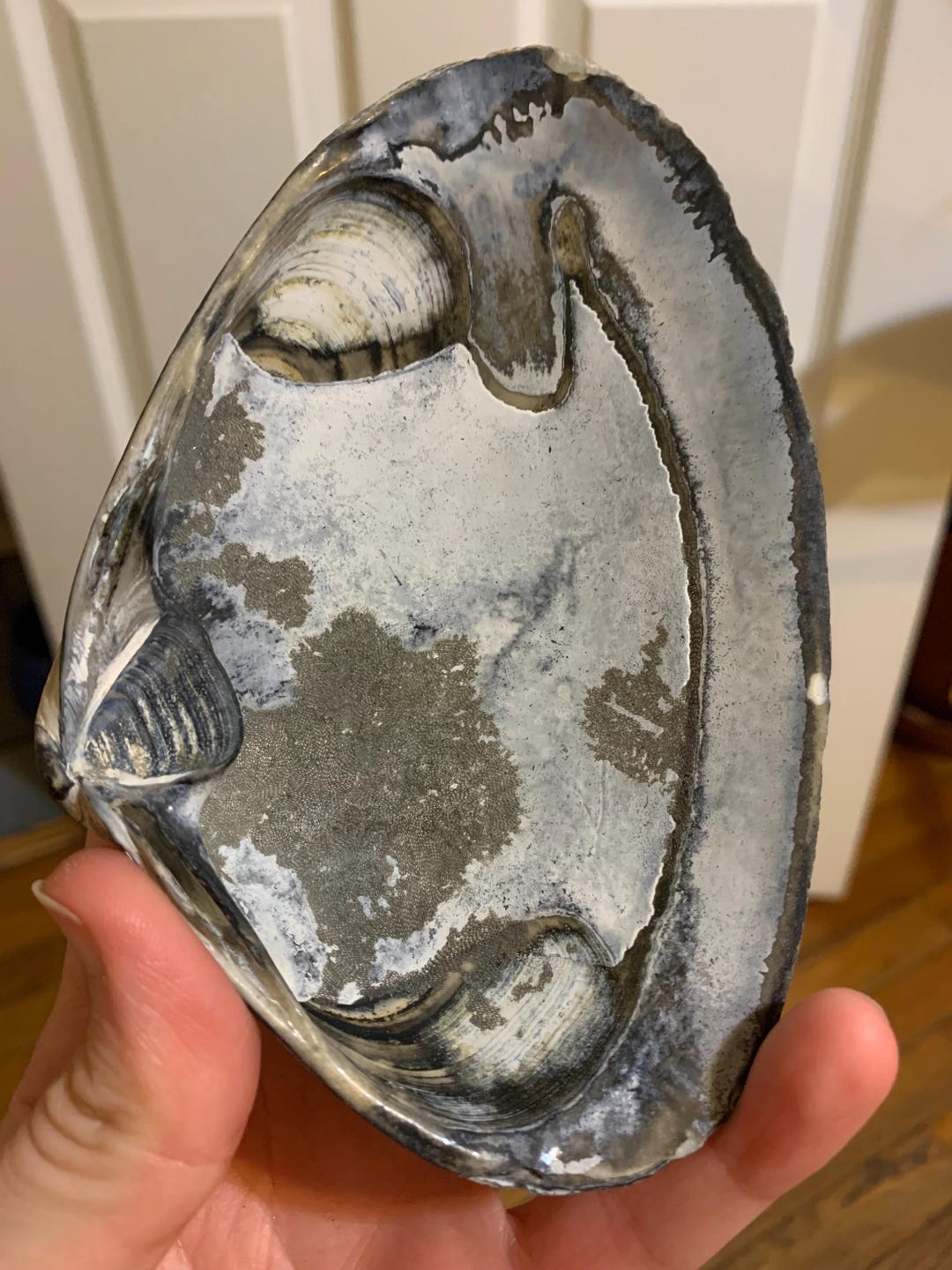 Crusty Blue Surf Clam Shell - Etsy