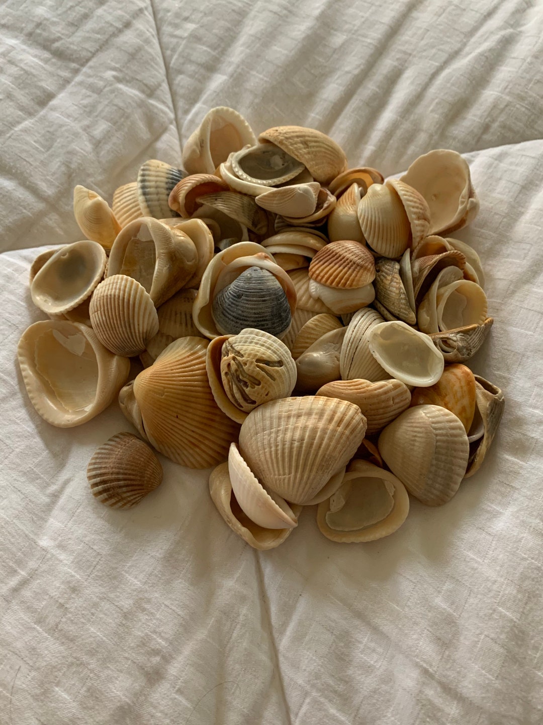 1lb of Shells From Miami Beach FL. - Etsy