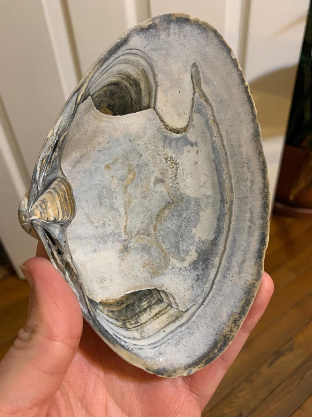 Large Blue Surf Clam Shell - Etsy