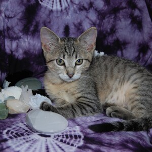 Vintage Sterling Silver Multiple Triple Tabby Furfamily Trio Three ...