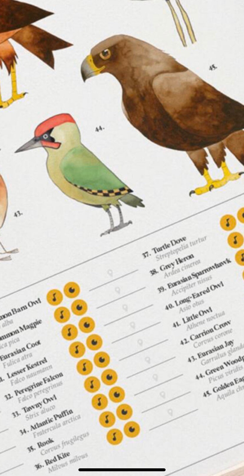 Birdwatchers Chart - Etsy