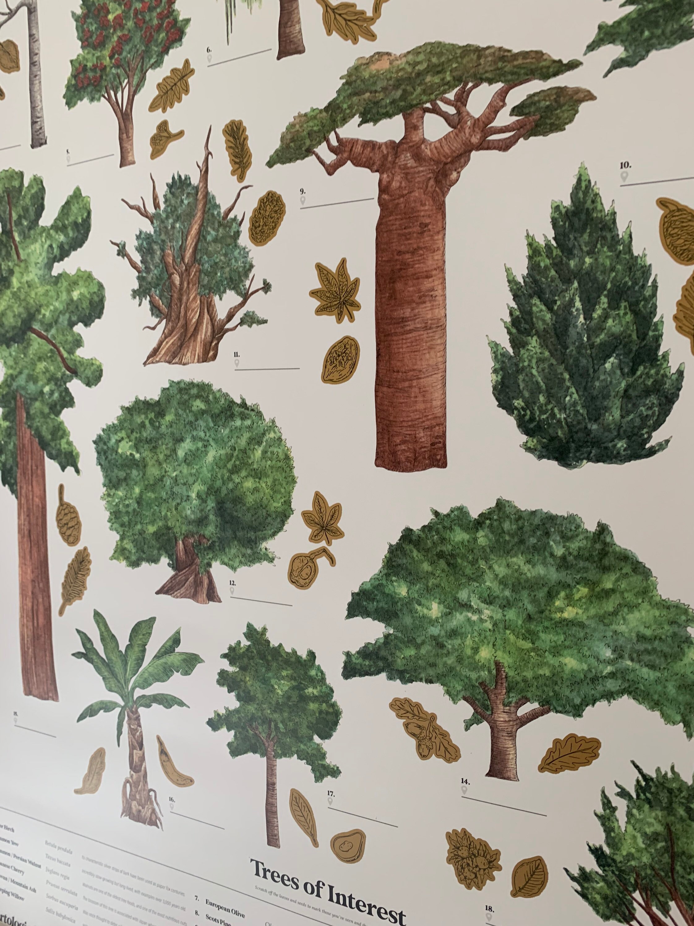 Tree Chart - Etsy