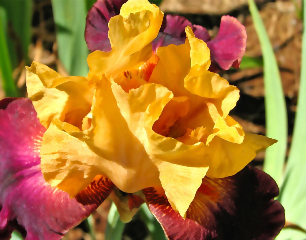 Golden Aura: Spring Bloom Taken in the Sierra Foothills | Macro ...